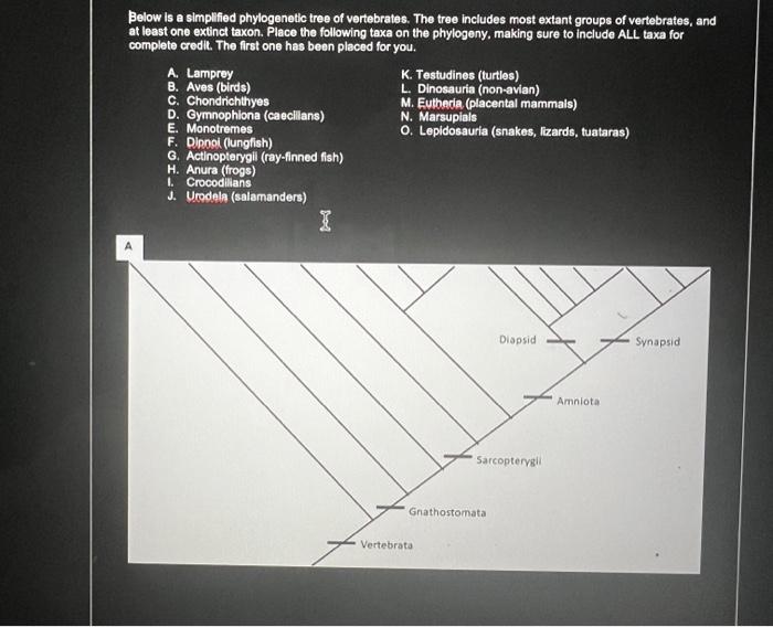 Solved Below is a simplified phylogenetic tree of | Chegg.com