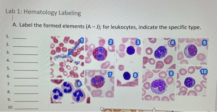 Solved Lab 1: Hematology Labeling A. Label the formed | Chegg.com