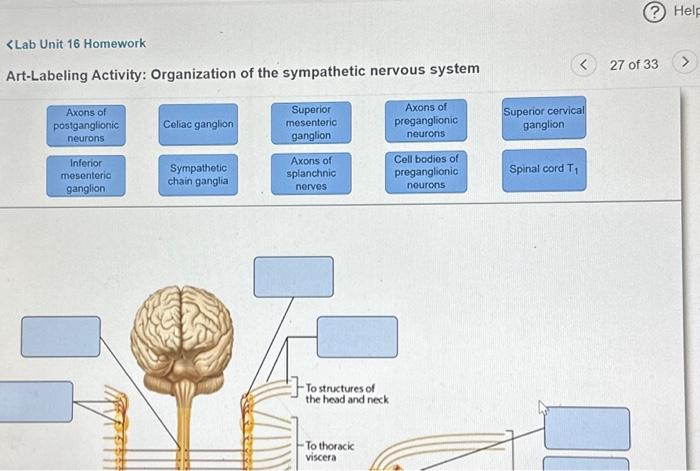 Solved Art-Labeling Activity: Organization of the | Chegg.com