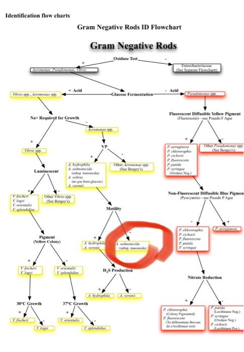Identification flow charts Gram Negative Rods ID | Chegg.com