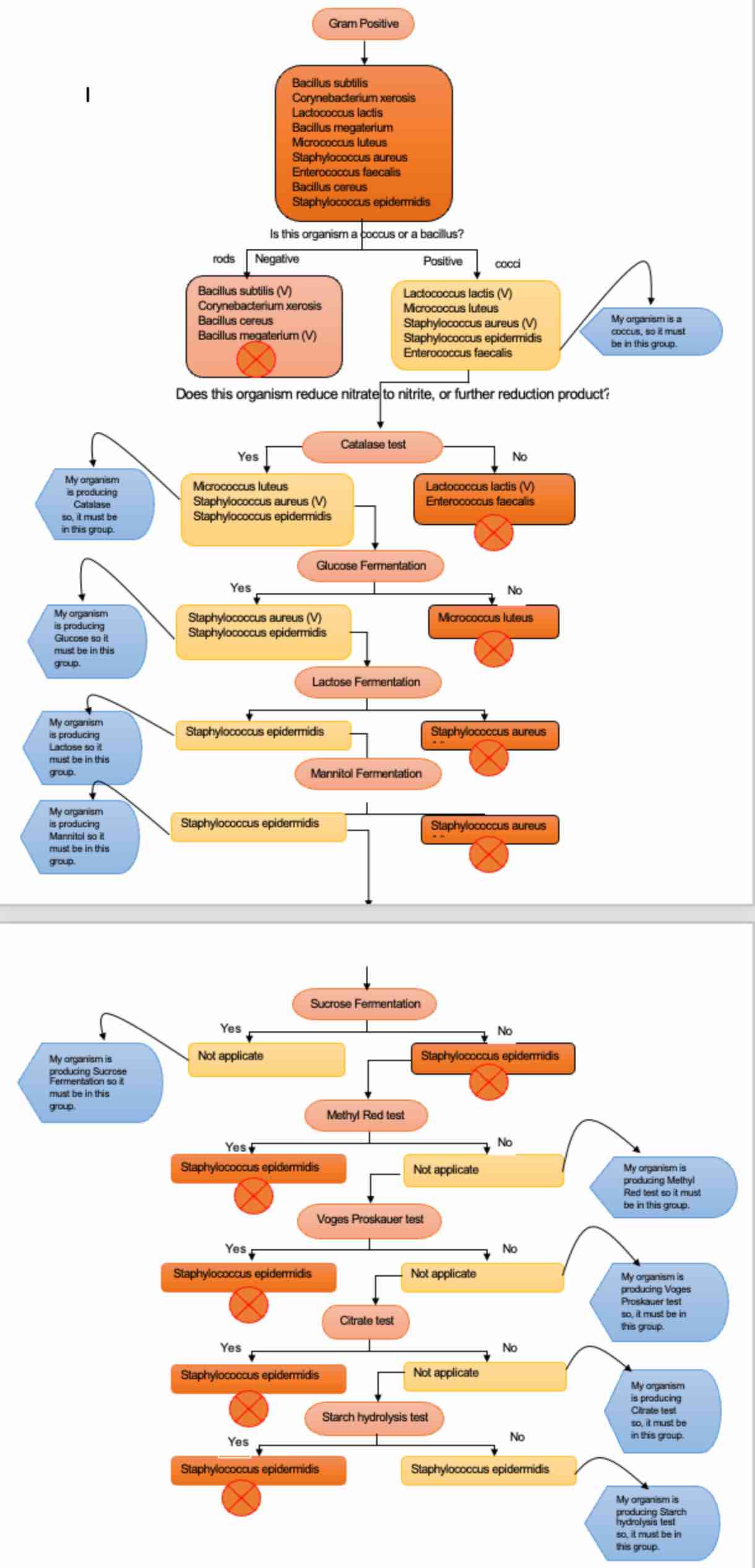 Solved Can someone please help me create a dichotomous key | Chegg.com