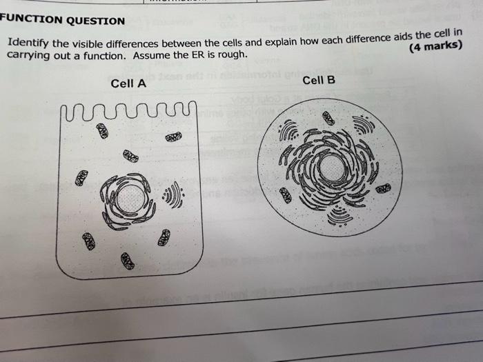 Solved Identify the visible differences between the cells | Chegg.com