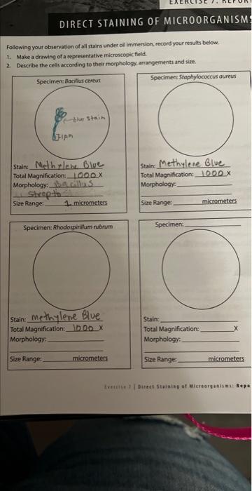 Solved DIRECT STAINING OF MICROORGANISM Following yout | Chegg.com