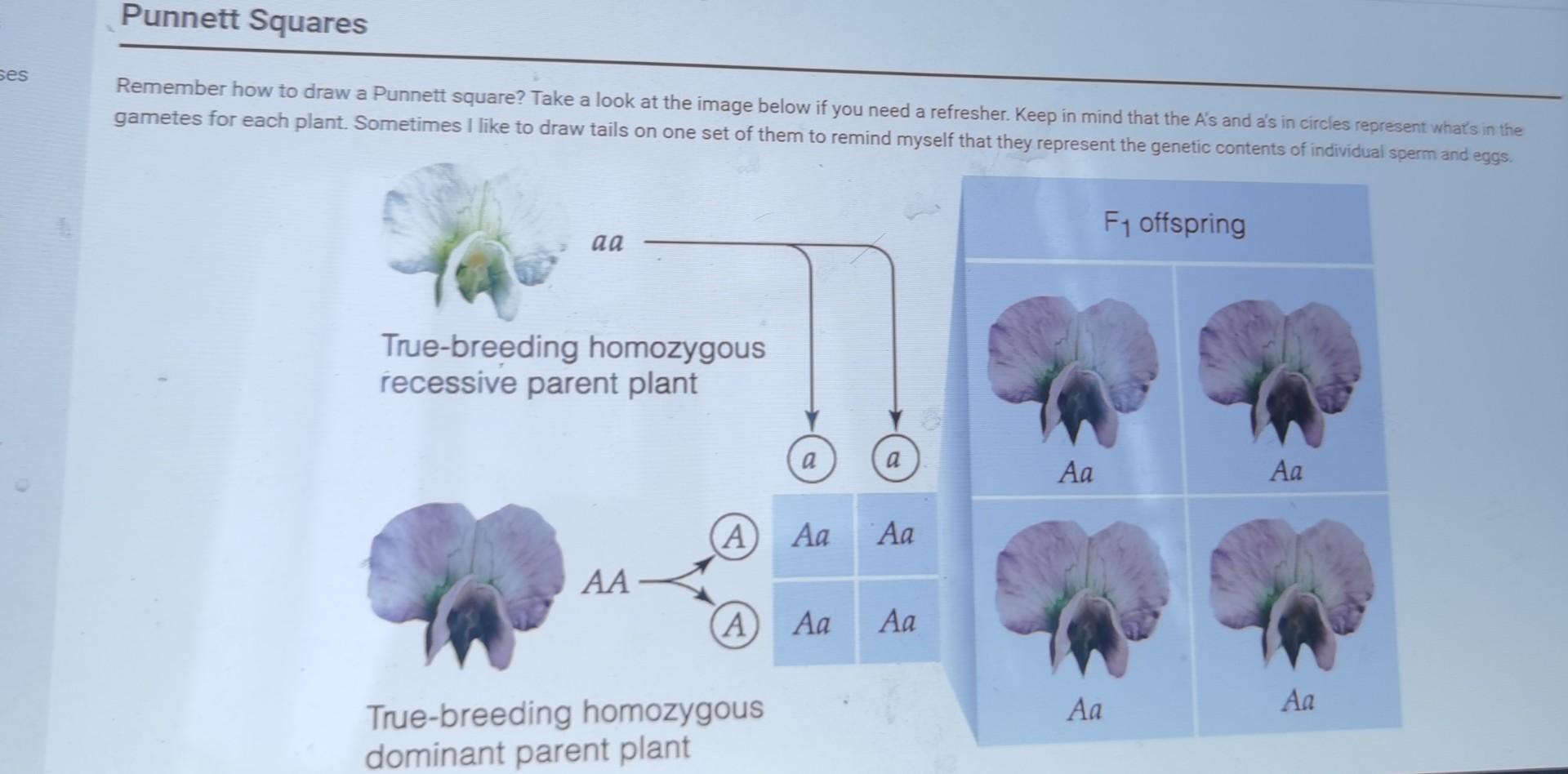 Solved Remember how to draw a Punnett square? Take a look at | Chegg.com
