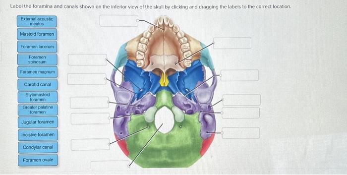 Label the foramina and canals shown on the inferior | Chegg.com