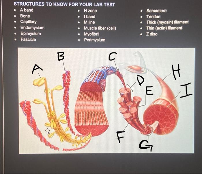 Solved Can you label 1,2 and 3 please? 1.2.3. | Chegg.com