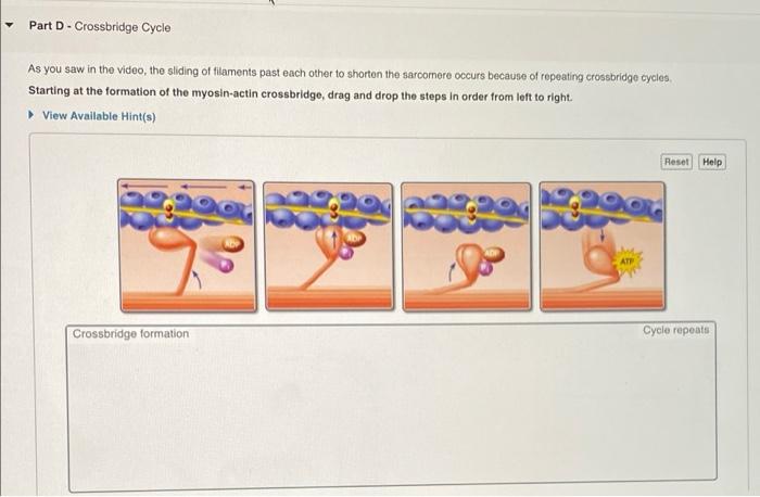 Solved Part D- Crossbridge Cycle As you saw in the video, | Chegg.com