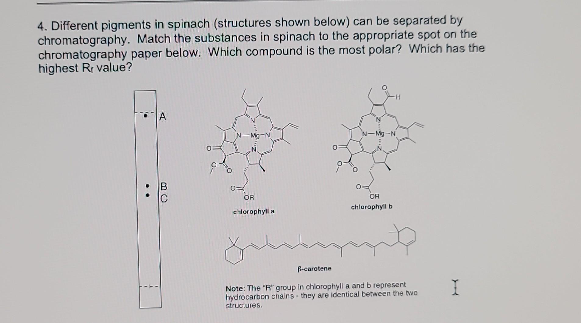 Solved 4. Different pigments in spinach (structures shown | Chegg.com