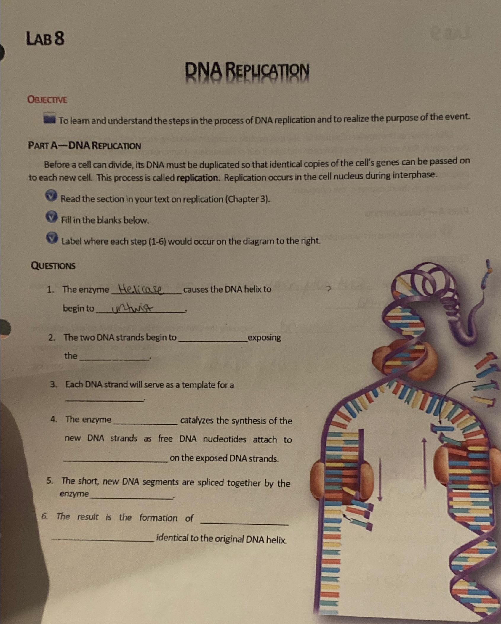 Solved LAB 8RNA REPHCATIONOBeCTIVeToleam and understand the | Chegg.com