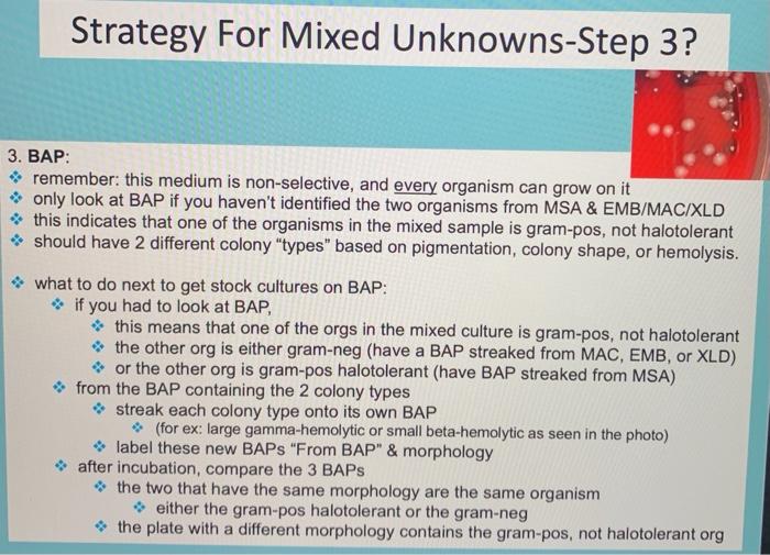 Creating BAP stock plates. For each mixed culture, | Chegg.com