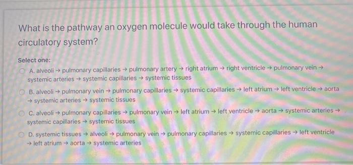 Solved What is the pathway an oxygen molecule would take | Chegg.com