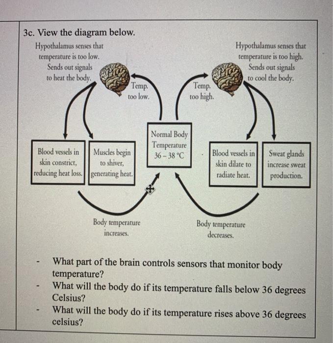 Normal Body Temperature Diagram