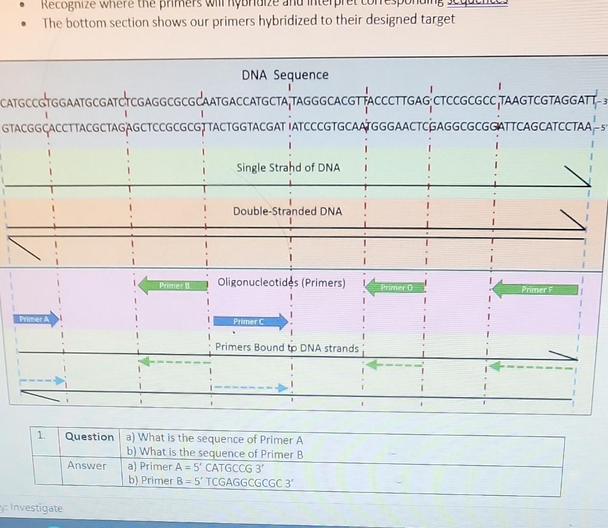 Solved what is the sequence primer of A and B? how many base | Chegg.com