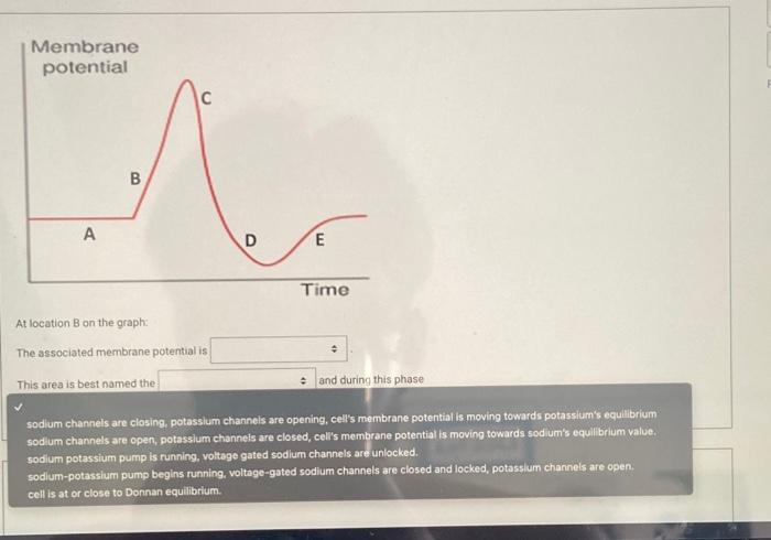 Solved At location B on the graph: The associated membrane | Chegg.com
