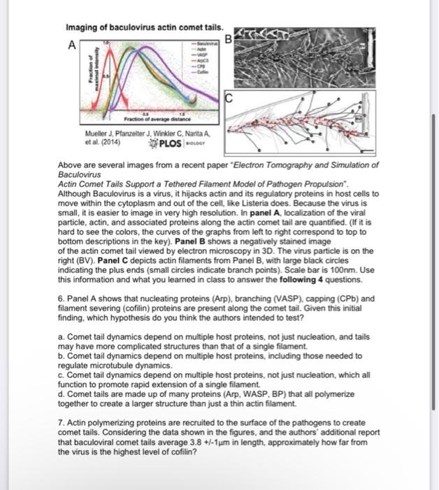 Imaging of baculovirus actin comet tails. Mueller J, | Chegg.com