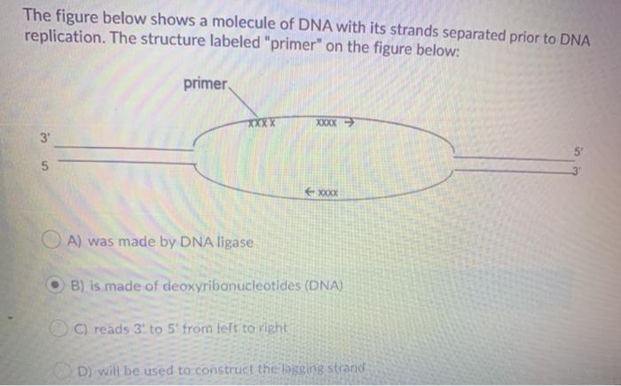 Solved Which Of The Following Mutations Is Most Likely To
