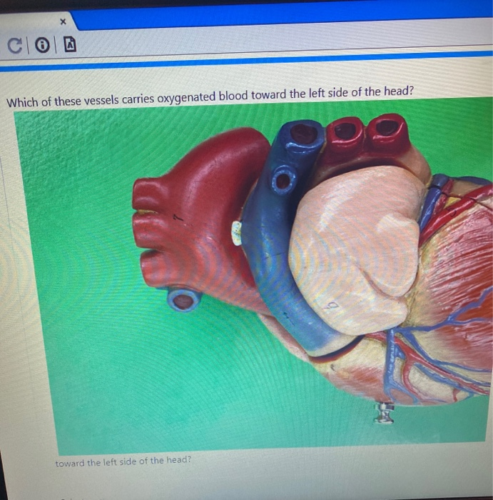 Solved Х Which of these vessels carries oxygenated blood | Chegg.com