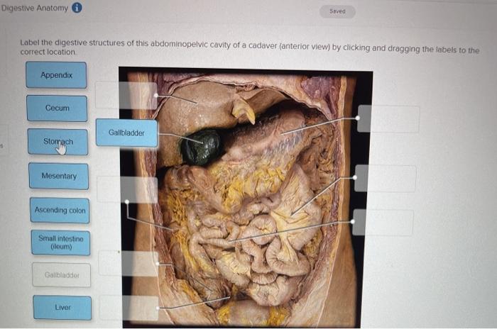 Abdominal Cavity Anatomy Cadaver