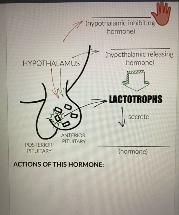 Solved mm (hypothalamic inhibiting hormone) (hypothalamic | Chegg.com