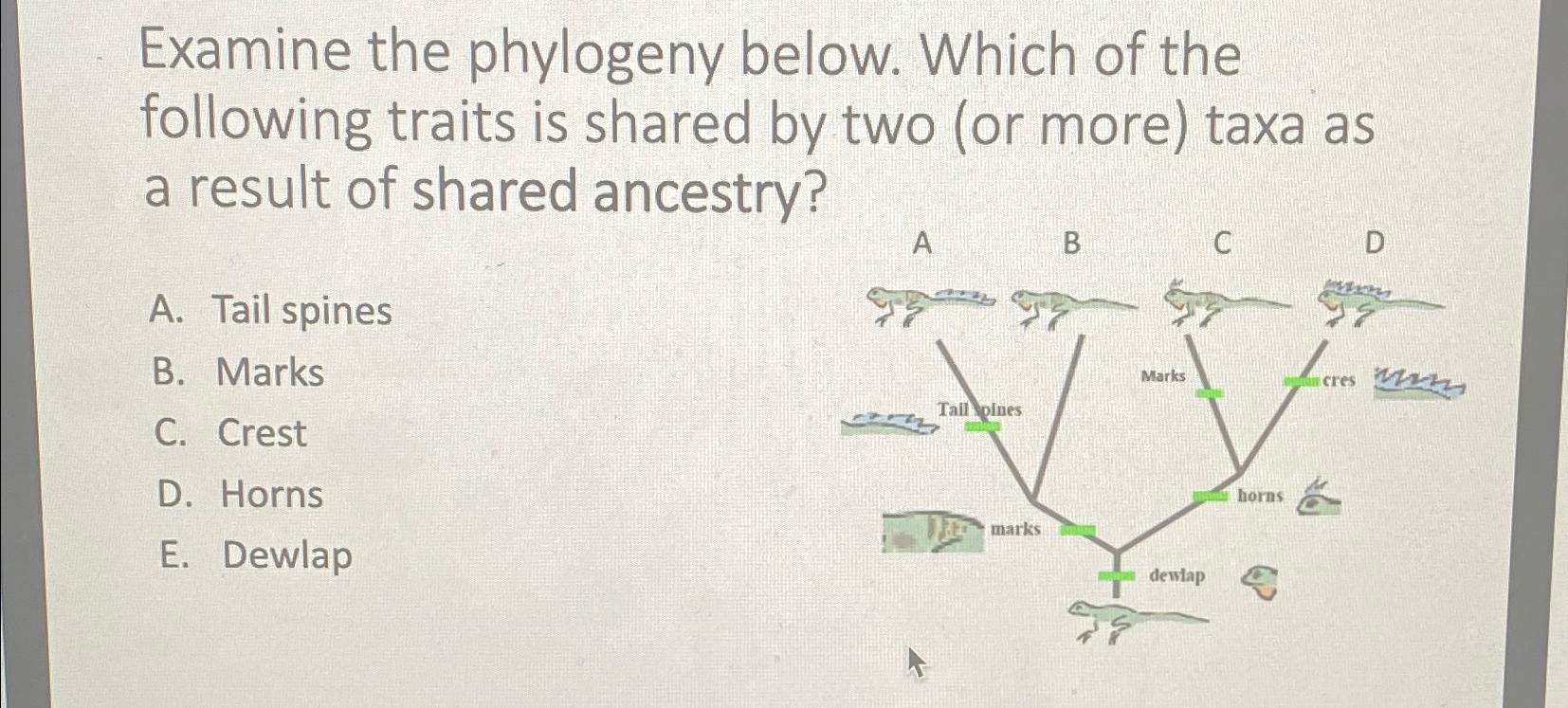 Solved Examine the phylogeny below. Which of the following | Chegg.com