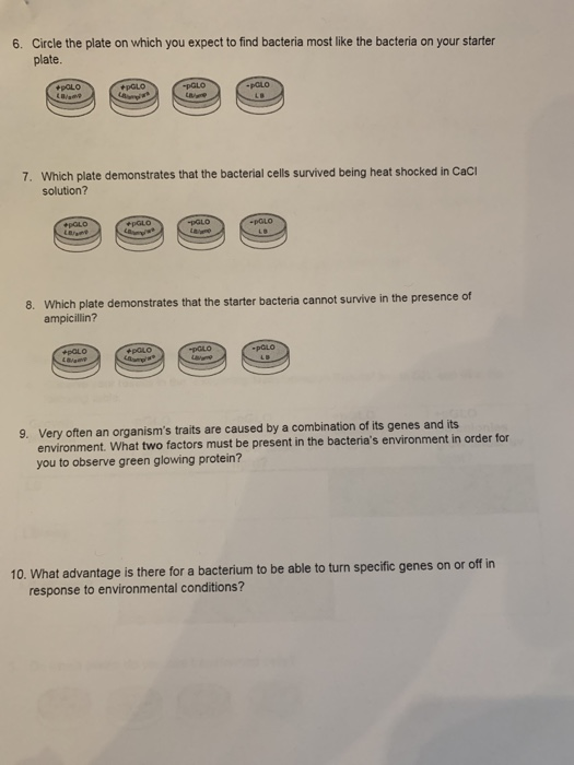 Bacterial Transformation Worksheet Name: Day 1: | Chegg.com
