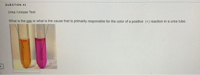 Solved QUESTION 43 Urea /Urease Test: What is the gas or | Chegg.com