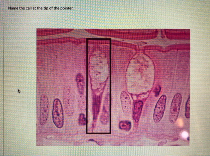 Solved Name the cell at the tip of the pointer. | Chegg.com