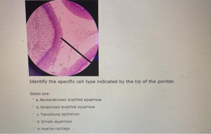 Solved Identify the stage of the cell cycle indicated by the | Chegg.com