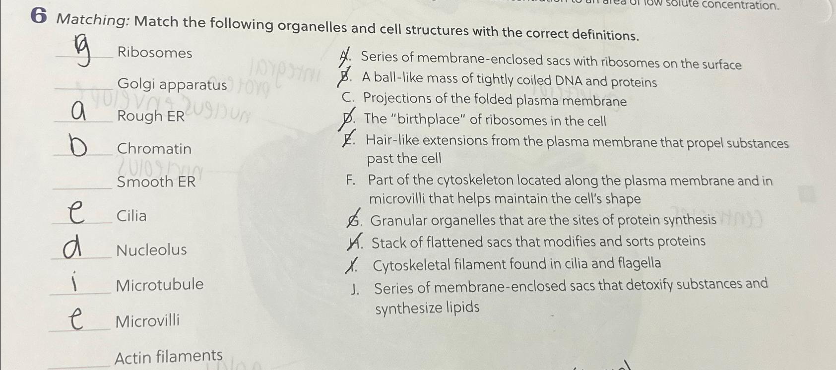 Solved 6 ﻿Matching: Match the following organelles and cell | Chegg.com