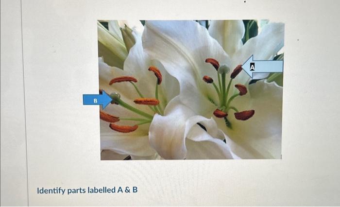 Solved Identify parts labelled A \& B | Chegg.com