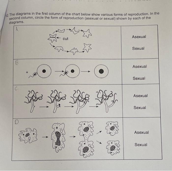 Solved Comparing Asexual Reproduction \& Sexual Reproduction | Chegg.com