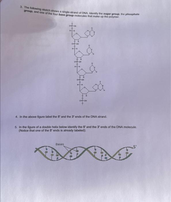 Solved 3. The following sketch shows a single-strand of DNA. | Chegg.com