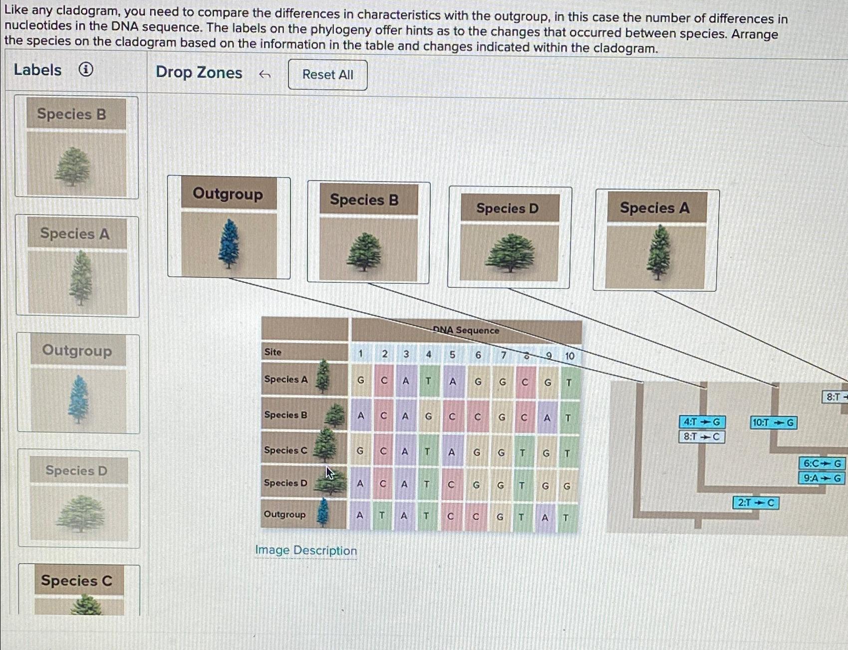 Like any cladogram, you need to compare the | Chegg.com