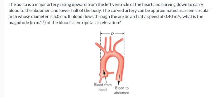 Solved The aorta is a major artery, rising upward from the | Chegg.com