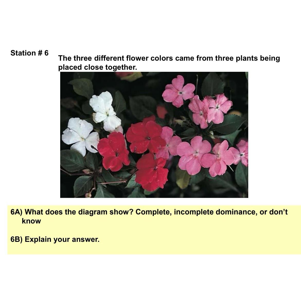 Solved Station # 6The three different flower colors came | Chegg.com