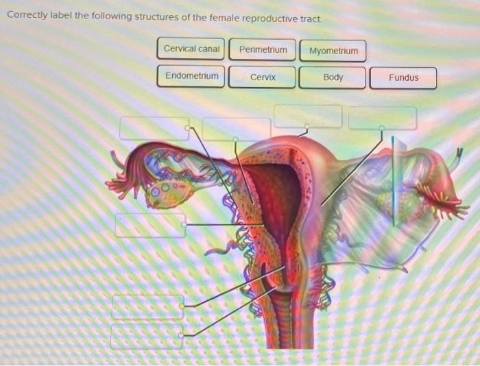 Solved Correctly label the following structures of the | Chegg.com