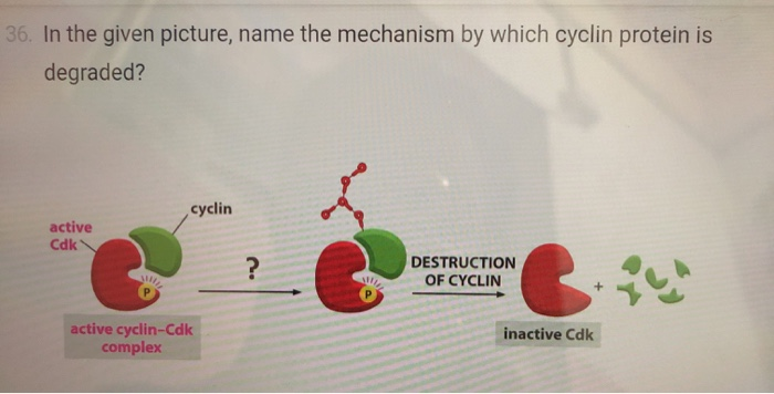 Solved 36. In the given picture, name the mechanism by which | Chegg.com
