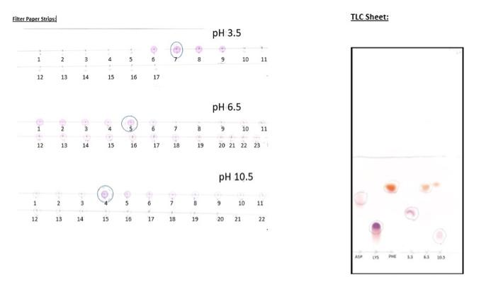 Solved Filter Paper Strips: TLC Sheet: pH 3.5 1 2 3 4 5 10 | Chegg.com