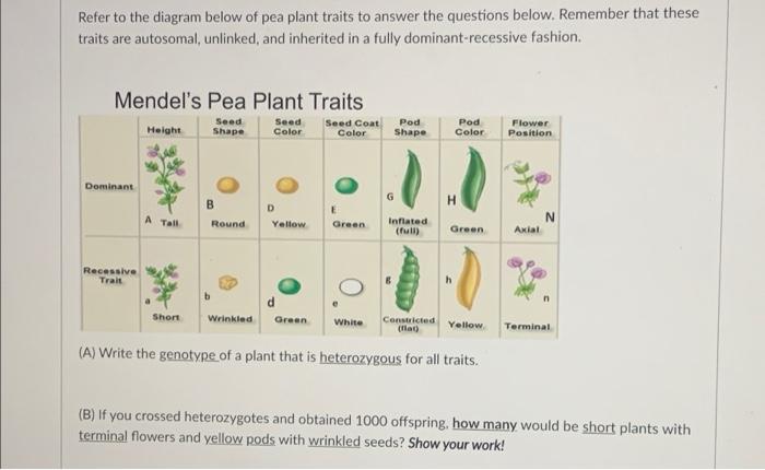 Solved Refer to the diagram below of pea plant traits to | Chegg.com