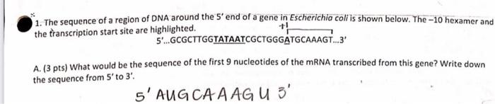 Solved 1. The sequence of a region of DNA around the 5′ end | Chegg.com