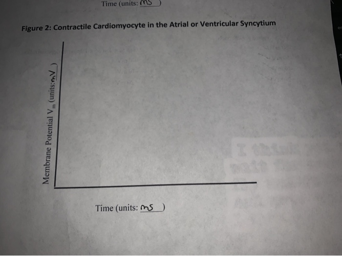 Solved Graph Cardiac Muscle Action Potentials. Use the | Chegg.com
