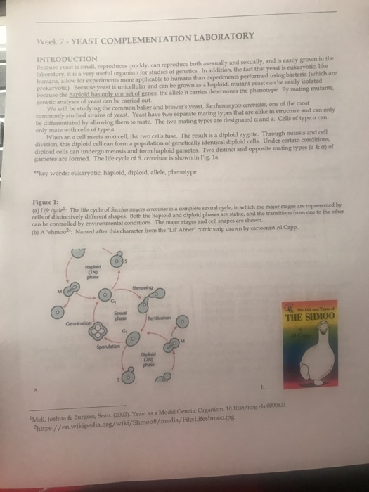 Week 7 - YEAST COMPLEMENTATION LABORATORY | Chegg.com