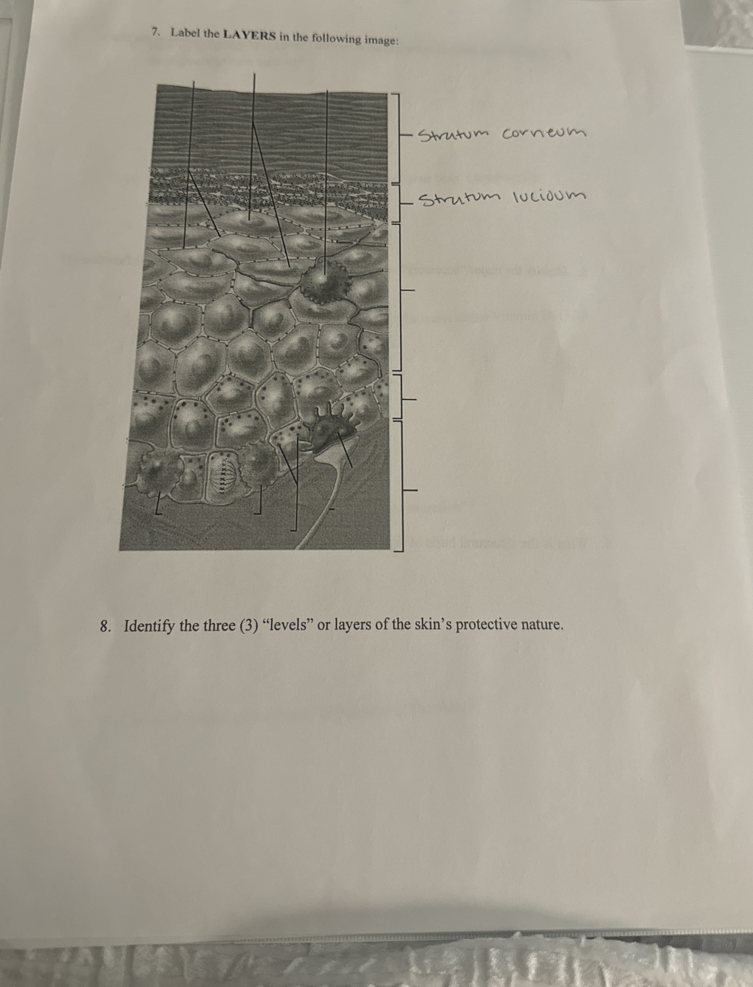 Solved Label the LAYERS in the following image:Identify the | Chegg.com