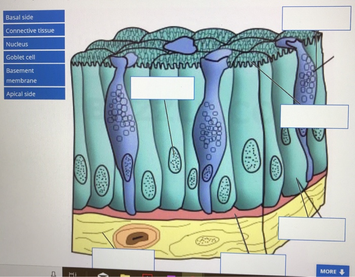 Solved Basal side Connective tissue Nucleus WYDATES SAINT | Chegg.com