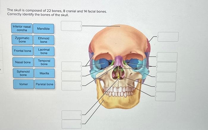 14 Facial Bones Diagram USA Wholesale | brunofuga.adv.br