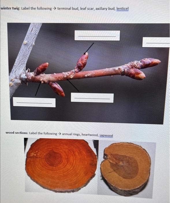 Solved winter twig: Label the following → terminal bud, leaf | Chegg.com