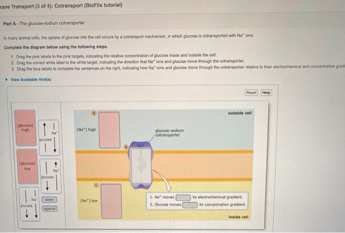 Solved rane Transport (3 of 4): Cotransport (BioFlix | Chegg.com