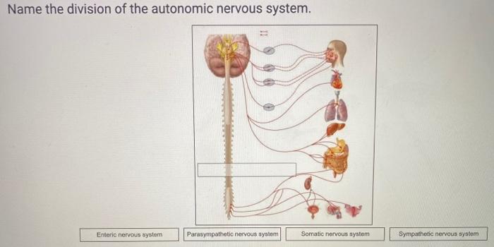 Solved Name the division of the autonomic nervous system. | Chegg.com