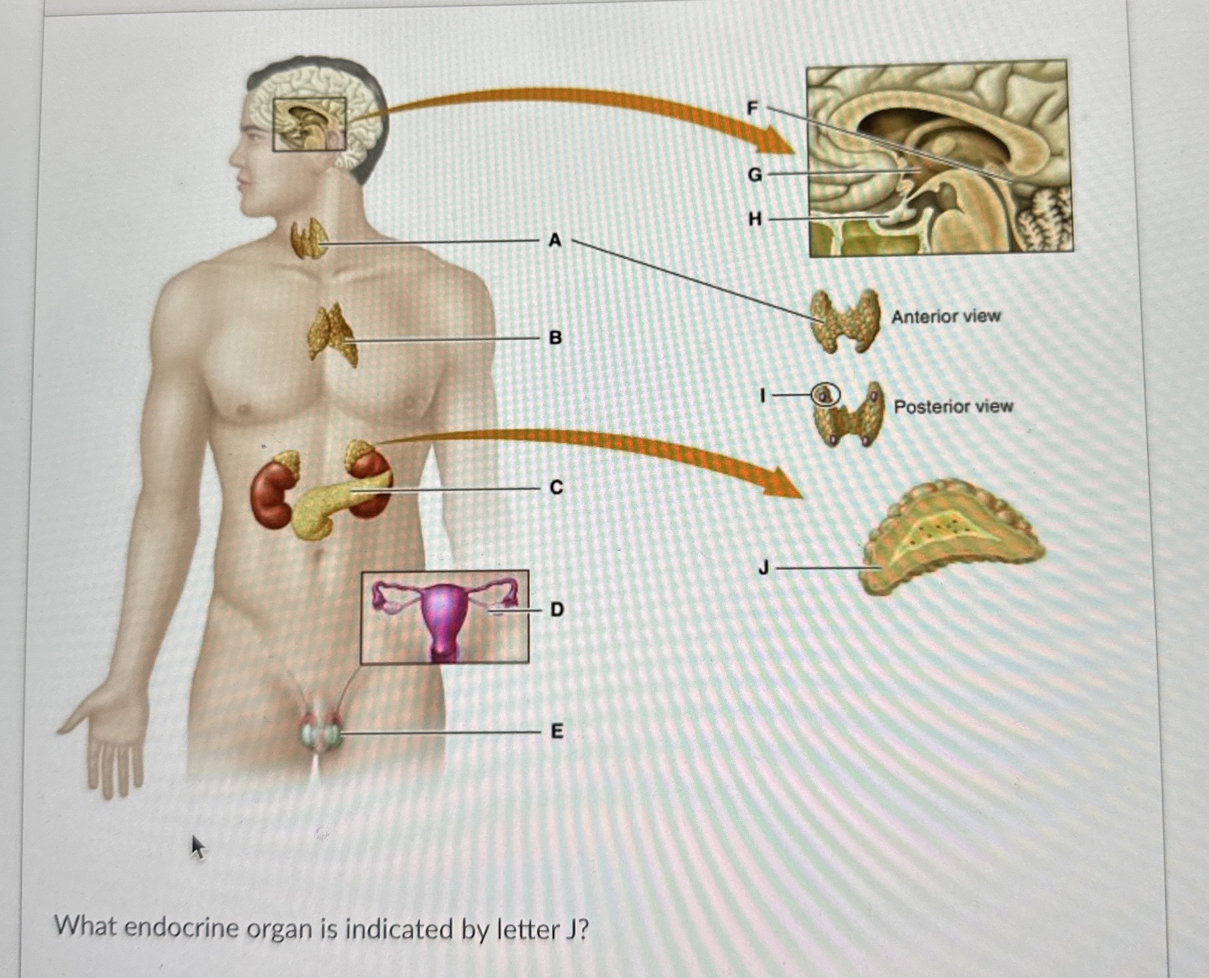 Solved What endocrine organ is indicated by letter J? | Chegg.com