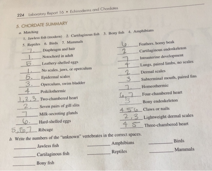 224 laboratory Report 16. Echinoderms and Chordates | Chegg.com